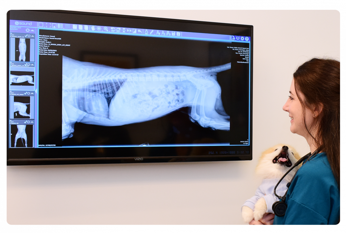 Urgent Pet Care FAQs - Dallas Animal Urgent Care | Same Day Emergency ...