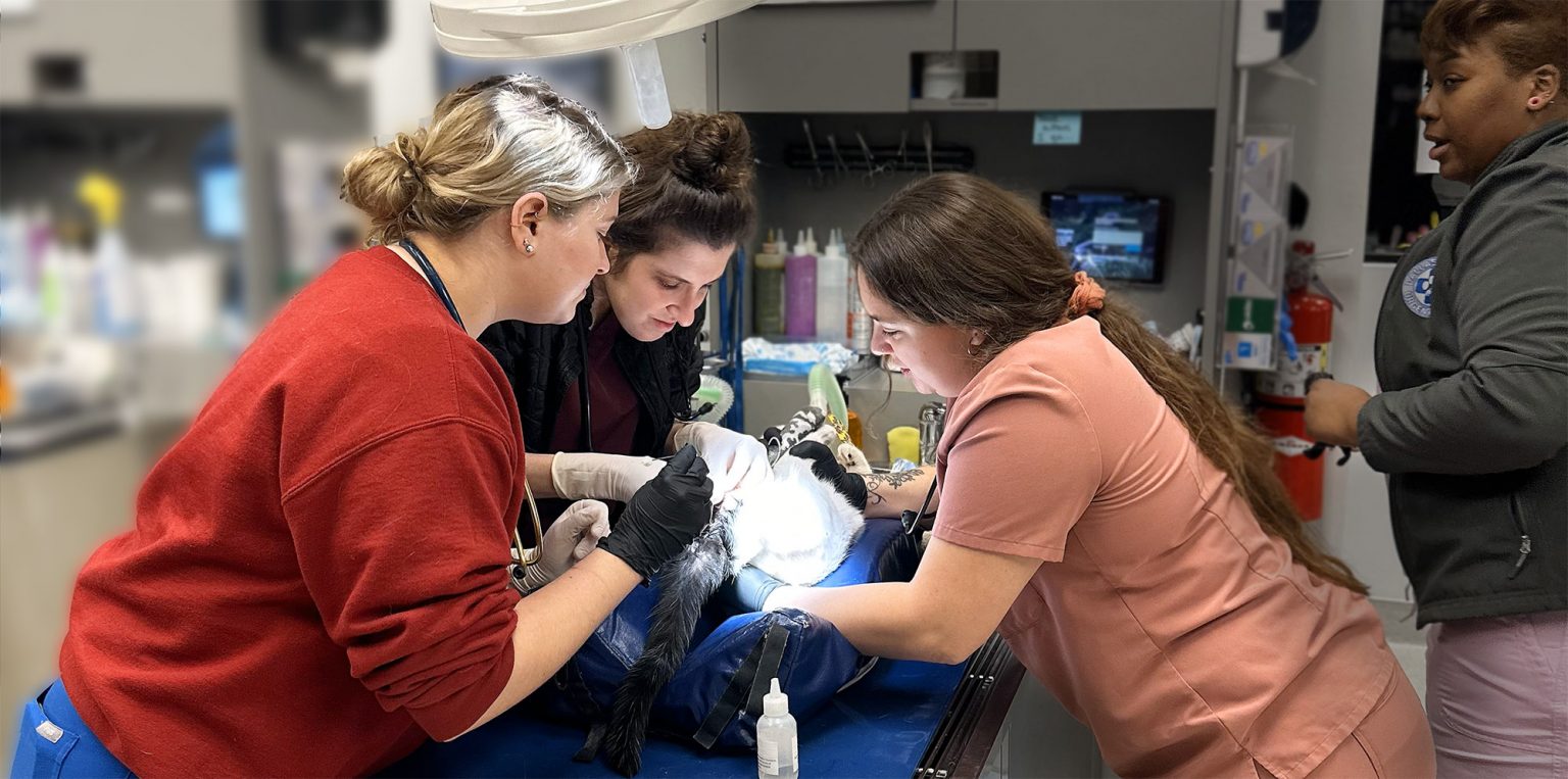 Careers - Dallas Animal Urgent Care | Same Day Emergency and Urgent ...