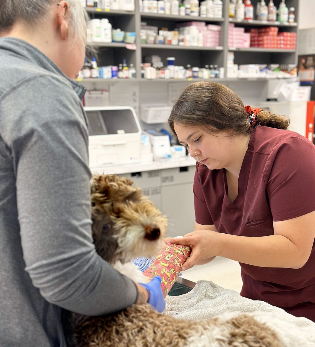 Urgent Pet Care FAQs - Dallas Animal Urgent Care | Same Day Emergency ...